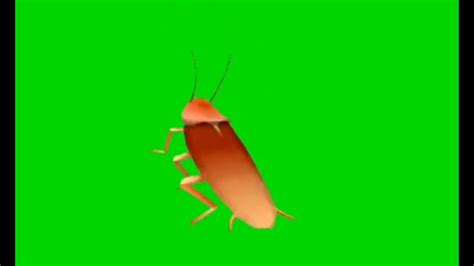 Dancing Roach Youtube