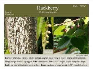 Hackberry Tree An Underappreciated Gem In Your Garden Gardening Tips