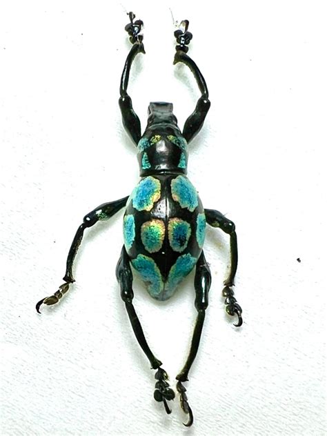 Pdx Trichomacrocyrtus Kalinganus A