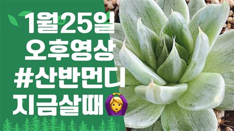 1월25일♥️판매완료♥️감사합니다 금다육이 금다육판매 수담의다육유트브 기적을만들어냅니다 Youtube