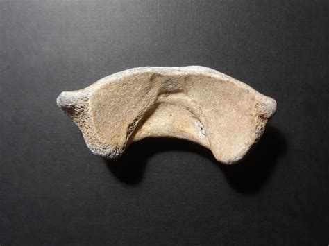 Fossil Vertebra Fossil Id The Fossil Forum
