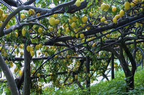 The Root System Of A Lemon Tree Hunker Citrus Plant Lemon Tree