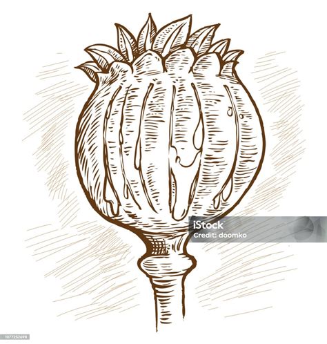 아편 양 귀 비 양 Somniferum 손으로 그린된 벡터 Conscription에 대한 스톡 벡터 아트 및 기타 이미지