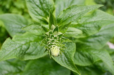 Planta Verde Hoja Foto Gratis En Pixabay Pixabay