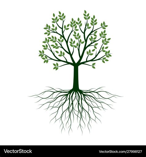 Green Tree With Leaves And Roots Outline Vector Image