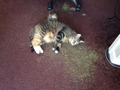 128 Times Cats Found Catnip And Catexe Stopped Functioning Bored Panda