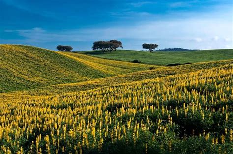 Belas Paisagens Do Alentejo Foto Ron Isarin Farmland Places Outdoor