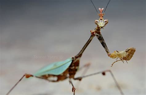 Sibylla Pretiosa adult female | Take with a reversed 50mm on… | Flickr