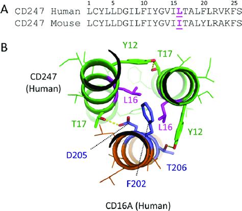 Fig S5 A Single Isoleucine Residue In The Mouse Cd247 Tm Sequence Download Scientific Diagram