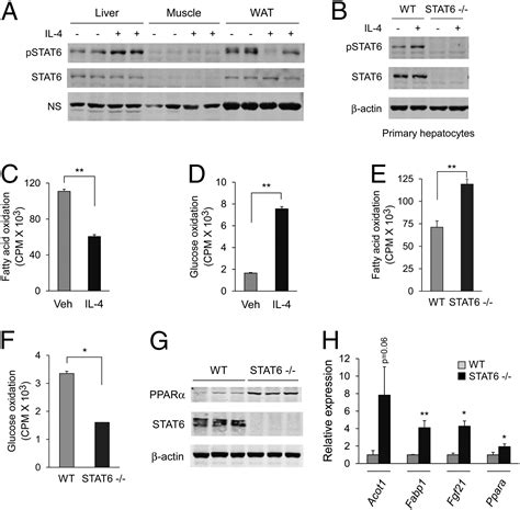 Il 4stat6 Immune Axis Regulates Peripheral Nutrient Metabolism And