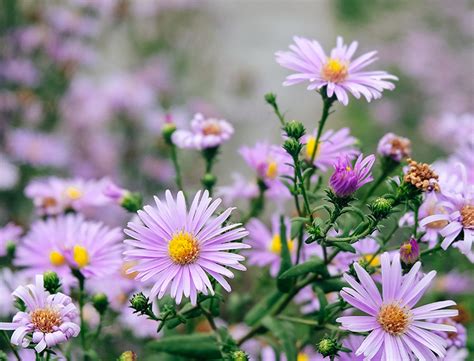 How To Grow And Care For Aster A Comprehensive Guide