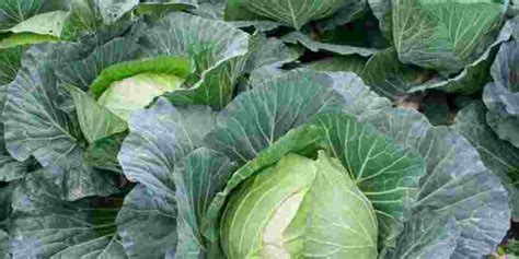Cabbage Farming In Kenya