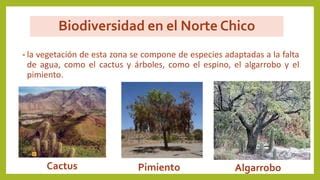 Clima Y Biodiversidad Norte Chile 5to Basicopptx