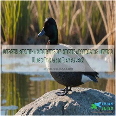 Lesser Scaup 7 Secrets Of North Americas Diving Duck Dynamo Revealed