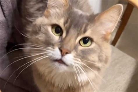 コミュ力高すぎ！ 飼い主に話しかけるねこ かわいい問いかけに1万人悶絶「大好き鳴きですね」 Hint Pot