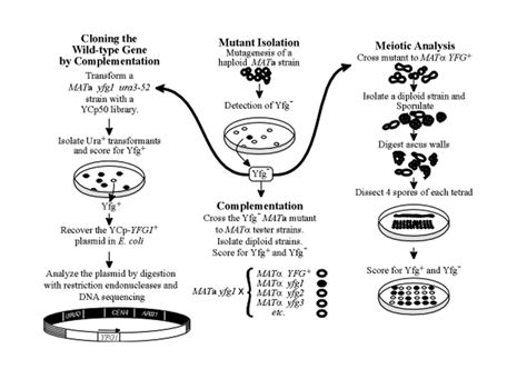General Approaches For Genetic Analysis In Yeast Download Scientific