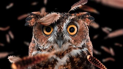 Bird Owl Hd Wallpaper Hd Wallpapers Images