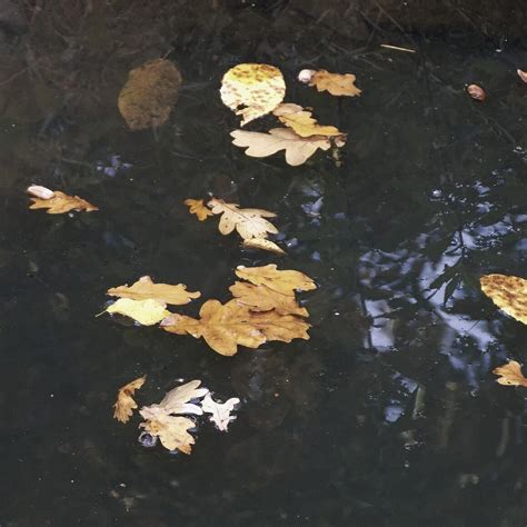 Техника «Листок на воде» ⇒ Статьи по психологии от практикующих ...