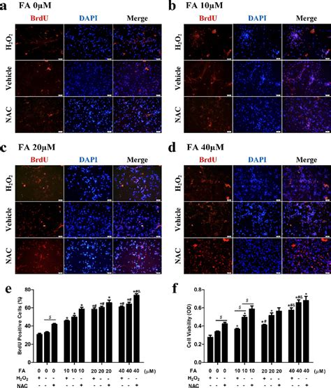 Cell Proliferative Capacity And Cell Viability Nscs Were Incubated As