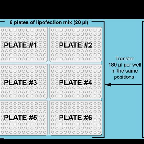 Scheme 1 Day 1 Procedure Ko Grna Library Transfection Repeated 6