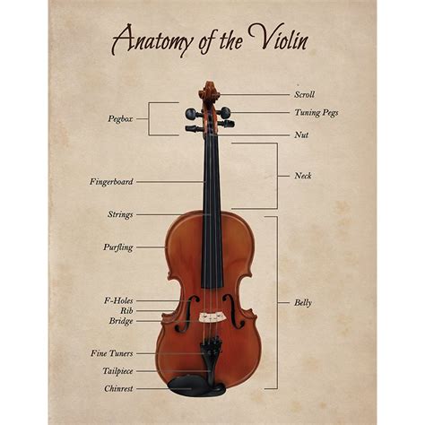 Anatomy Of The Violin 11x85 Print By Daisychung On Etsy