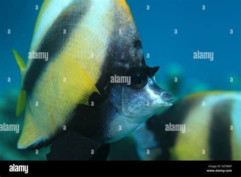Head Of Red Sea Bannerfish Heniochus Intermedius Underwater In The