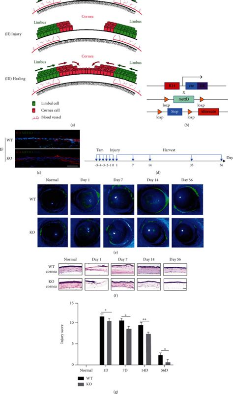 Mettl3 Mediated M6a Rna Modification Regulates Corneal Injury Repair Pmc