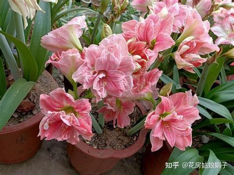 8种不死花种一次能生一窝越开花越多适合新手懒人 知乎