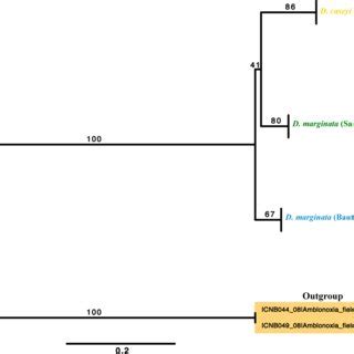 Base Tree Is A Maximum Likelihood Tree Generated In Raxml For The
