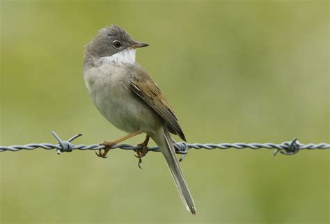 Common White Throat By Pieterbj Van Den Berg 500px