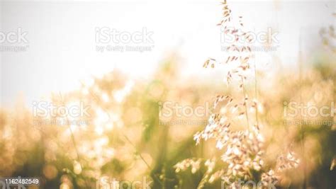 일몰 하늘 구름 추상적 인 배경에 다채로운 보케 태양 빛 나무 여름 방학 과 자연 여행 모험 개념 자연에 대한 스톡 사진 및 기타 이미지 Istock