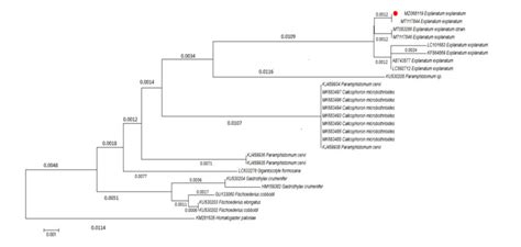 Phylogenetic Tree Constructed By Neighbour Joining Method Download