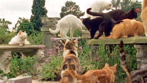 How Catnip Gets Cats High Video Dawn Productions