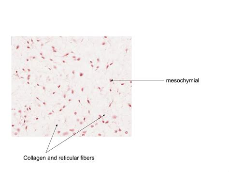 Connective Tissue Ppt