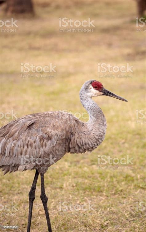 Sandhill 기중 기 새 두루미 카 나 덴 시스 0명에 대한 스톡 사진 및 기타 이미지 0명 깃털 날기 Istock