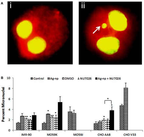 Induction Of Micronuclei In Cells Following Ag Np Treatment A Download Scientific Diagram