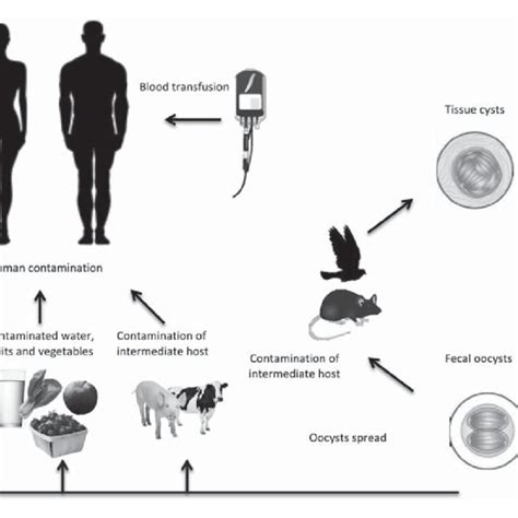 Life Cycle Of T Gondii And The Routes Of Infection Download