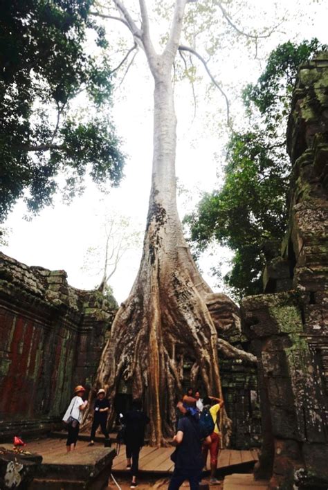 [캄보디아 앙코르와트 패키지] 사람과 자연의 합작품 타프롬 사원 네이버 블로그