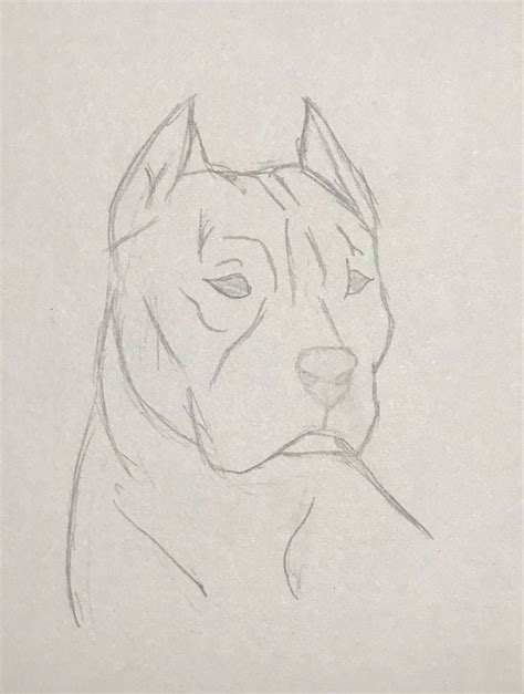 Pin De Zaira Risko💜 En Dibujos Tutorial Para Dibujar Perros Dibujo De Perro Dibujos