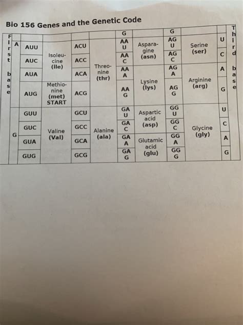 Solved Mutation Questions Following A Mutation Event Which