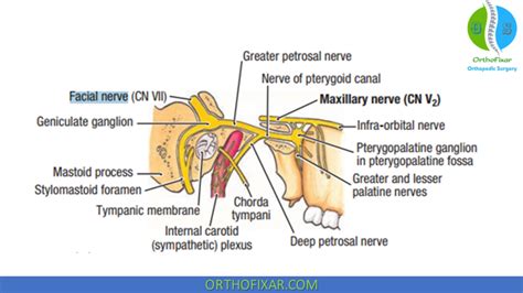 Facial Nerve Anatomy Cn Vii Orthofixar 2025