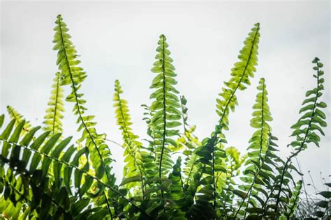 9 Common Boston Fern Pests And Diseases Petal Republic