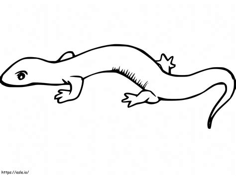 Smooth Newt Coloring Page
