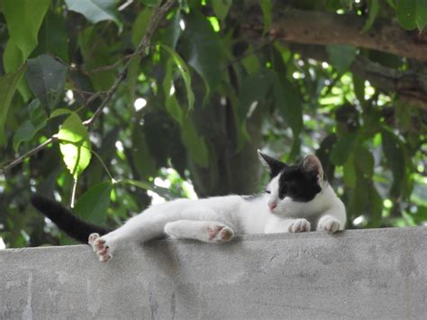 My Cute Cat Rcatsmiles