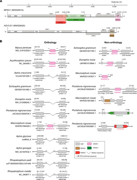 A Schematic Diagram Models Representing The Evolutionary History Of The Download Scientific