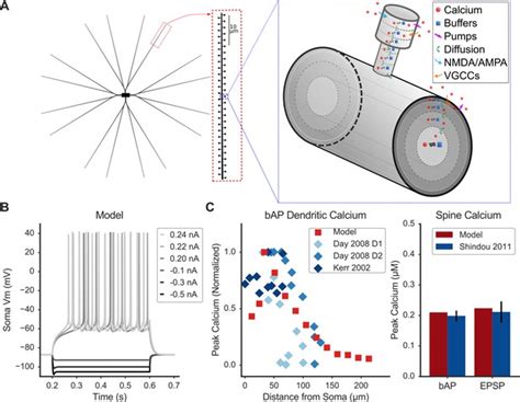 Figures And Data In Inhibition Enhances Spatially Specific Calcium