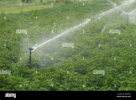 Field Irrigation System In Industrial Cultivation Of Vegetables Stock