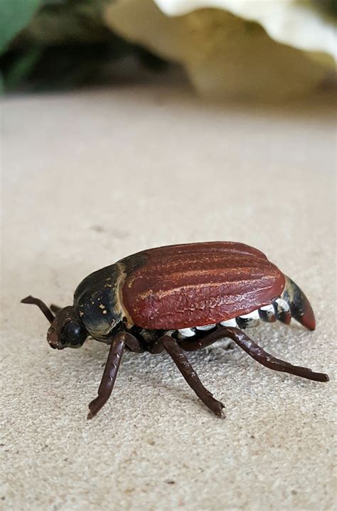 Vienna Bronze Bug Collectors Weekly