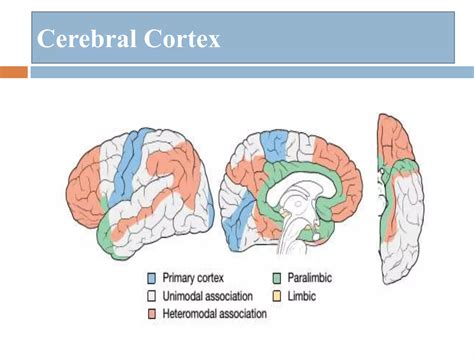 Higher Cortical Functions Final Pptx