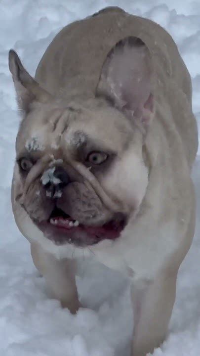 французскийбульдог любовь Youtube